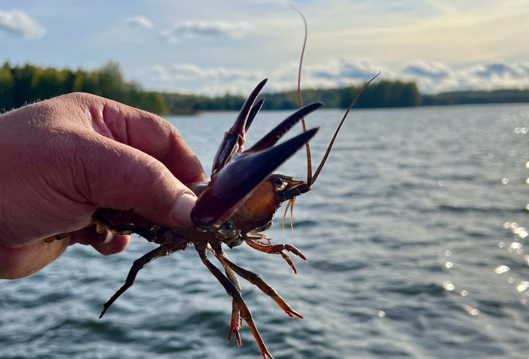 Rapujen keittäminen - Kalaruoka